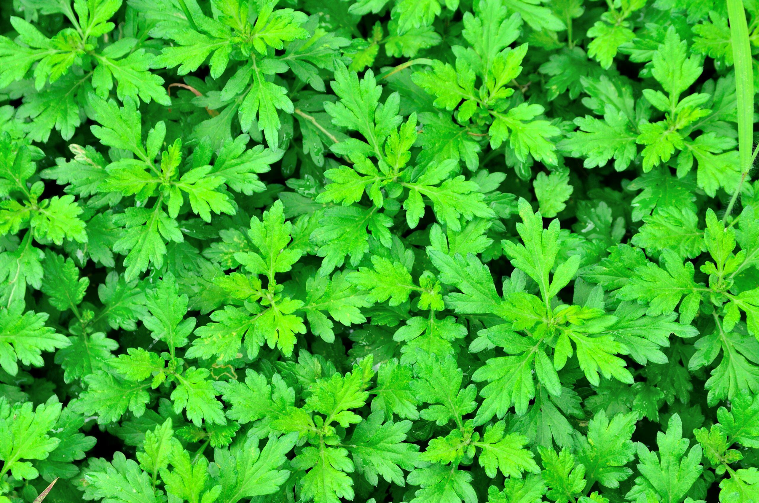 Bylica piołun – właściwości, działanie i zastosowanie | Naturalnie o ...