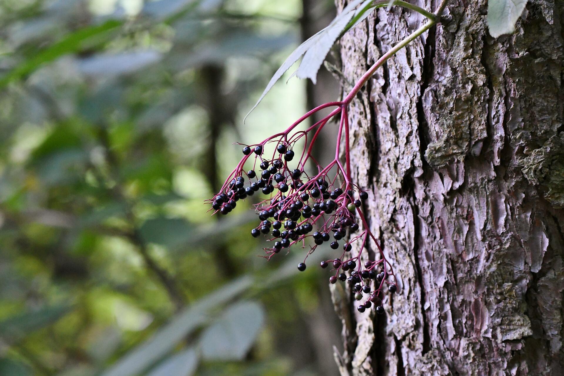 Jak wygląda czarny bez? - Jak rozpoznać? | Naturalnie o Zdrowiu