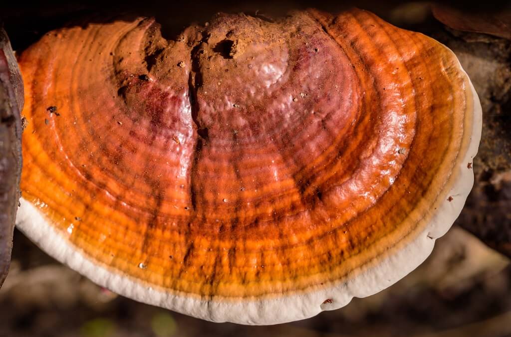 Grzyby reishi – właściwości, działanie i zastosowanie | Naturalnie o ...