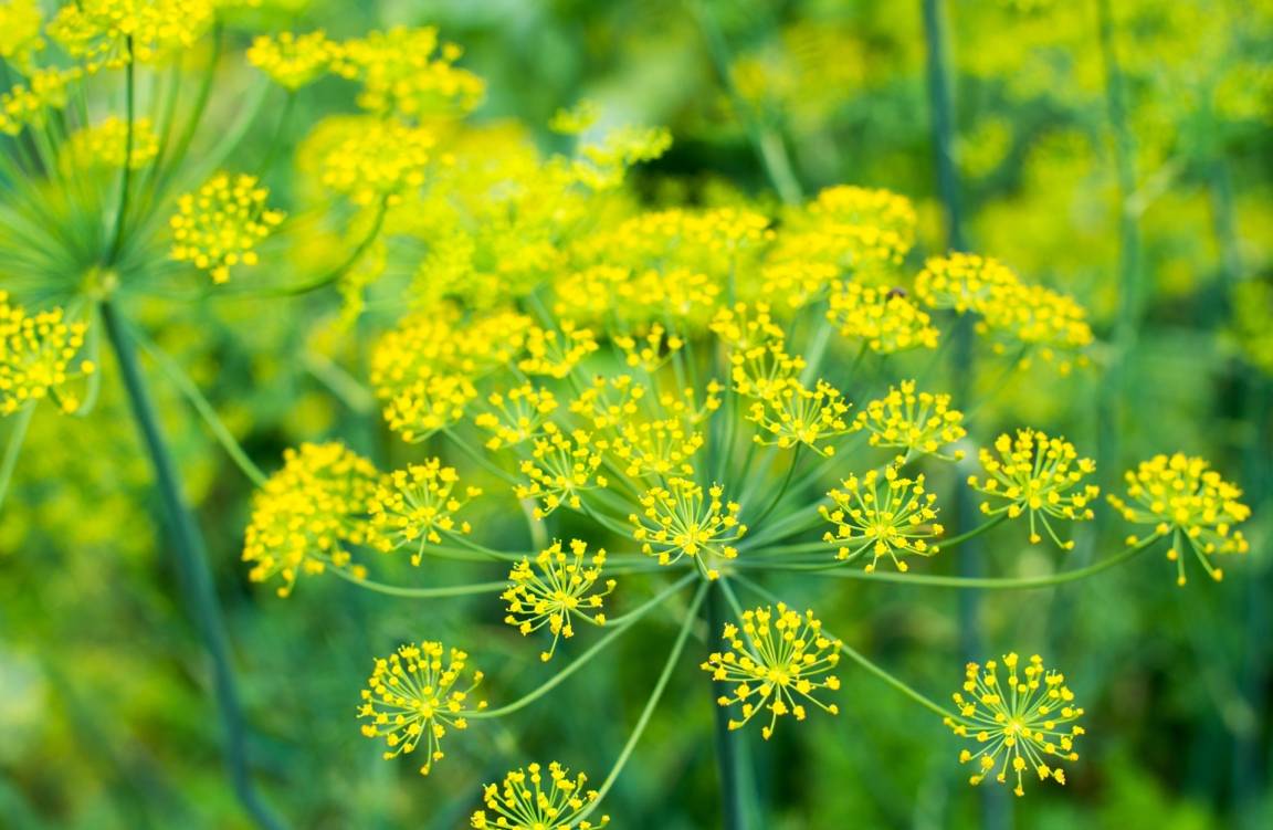 Koper W oski fenku W a ciwo ci I Zastosowanie Naturalnie O Zdrowiu Koper W oski fenku W a ciwo ci I Zastosowanie Naturalnie O Zdrowiu