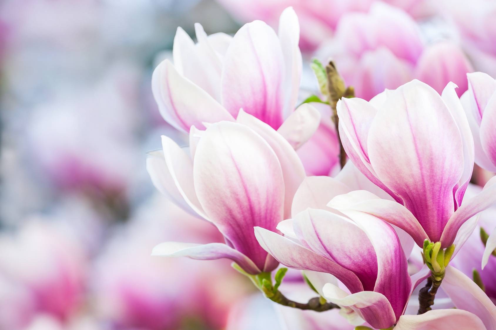 Magnolia - właściwości lecznicze i zastosowanie | Naturalnie o Zdrowiu