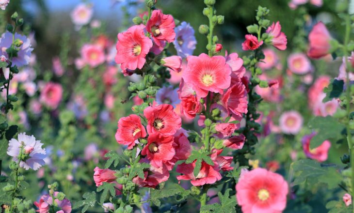 Malwa - leczy i pielęgnuje skórę | Naturalnie o zdrowiu