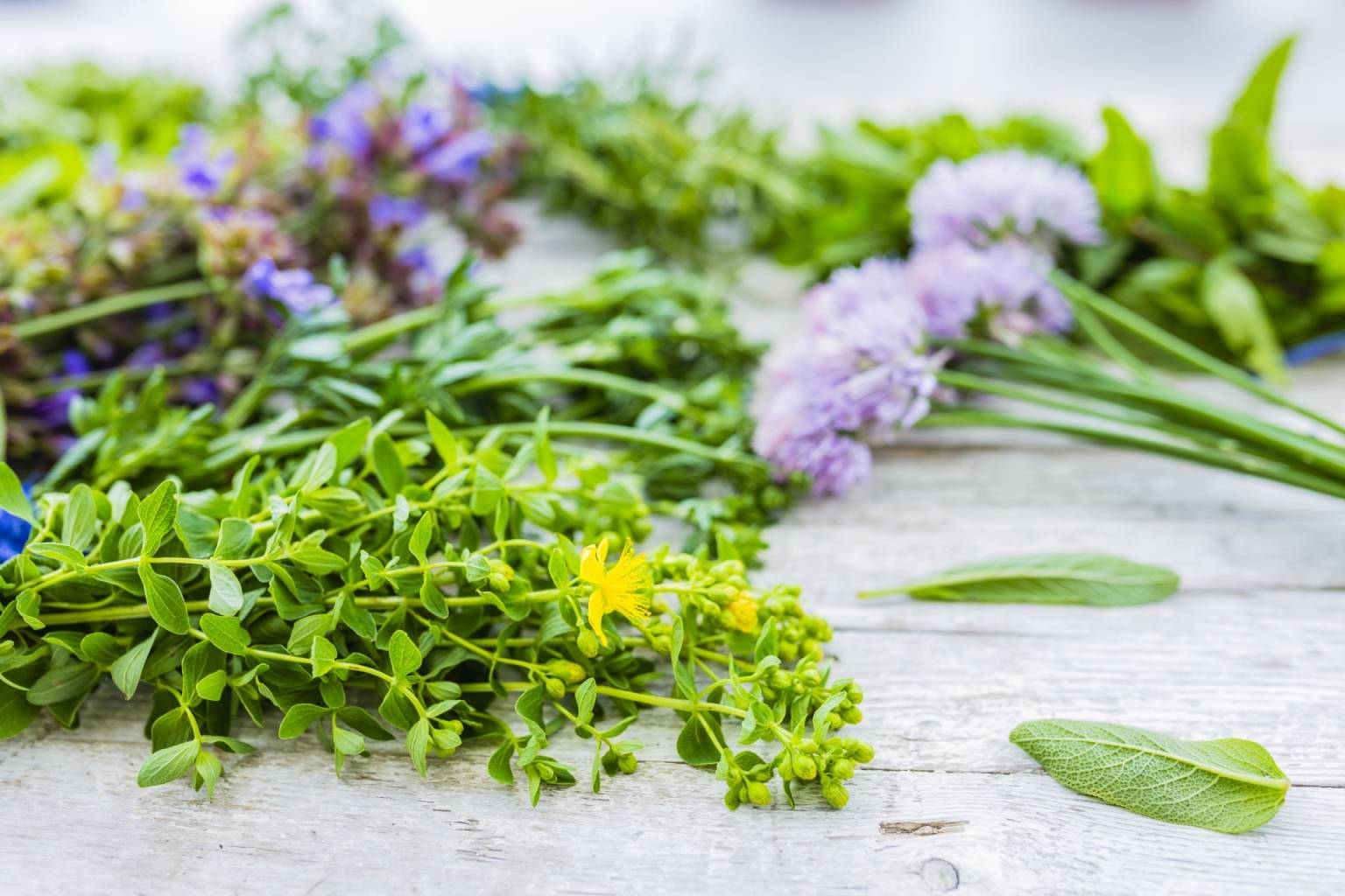 Rośliny, które leczą skórę | Ziołolecznictwo | Naturalnie o zdrowiu